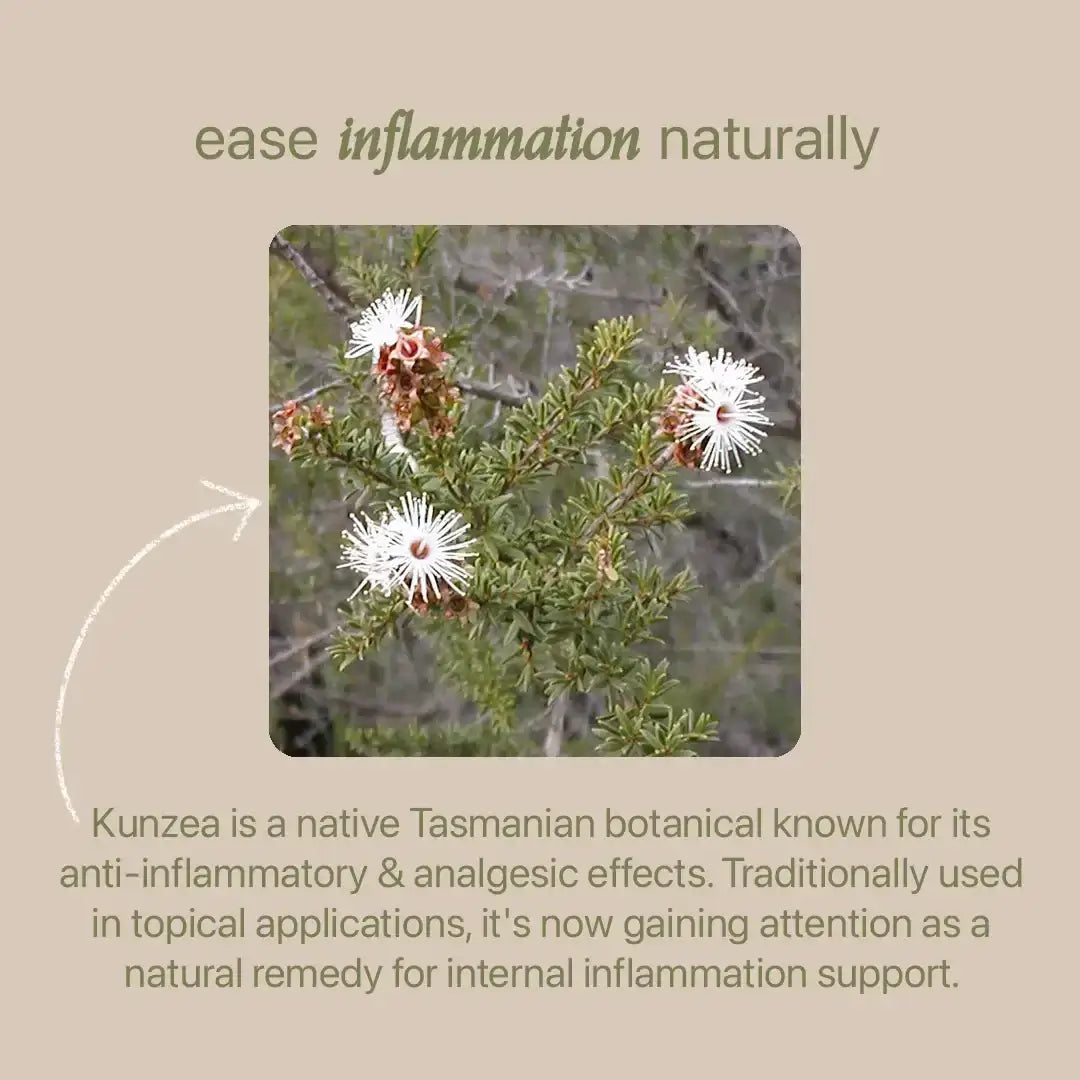 Kunzea Relief Tea – Soothing Native Botanical Blend | Roogenic