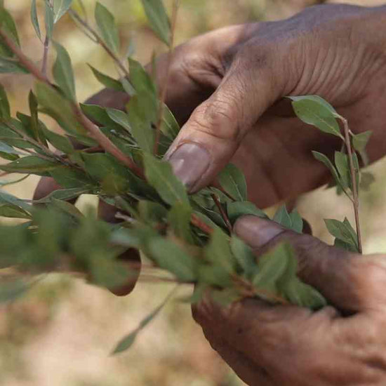 Jilungin – Roogenic