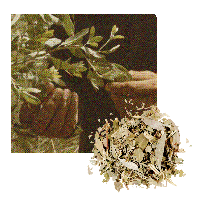 Jilungin – Native Sleep Aid – Roogenic